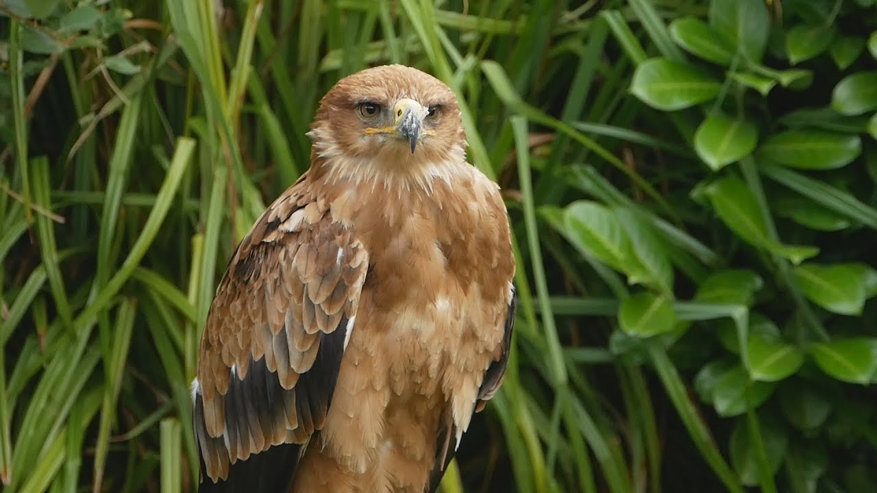 Paul & Lynsey's Zoo Tour #94 Baytree Owl and Wildlife Centre - YouTube