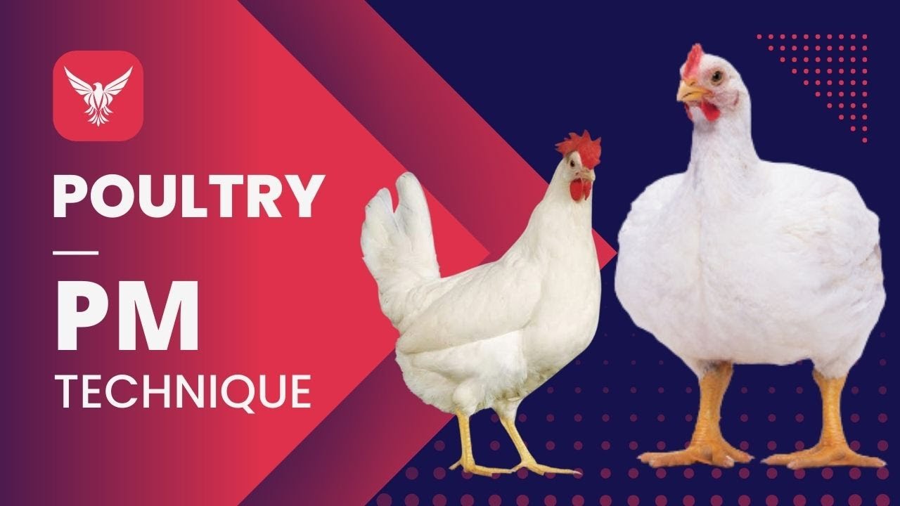 Poultry PM Technique | Poultry Disease Diagnosis by PM | Broiler PM ...