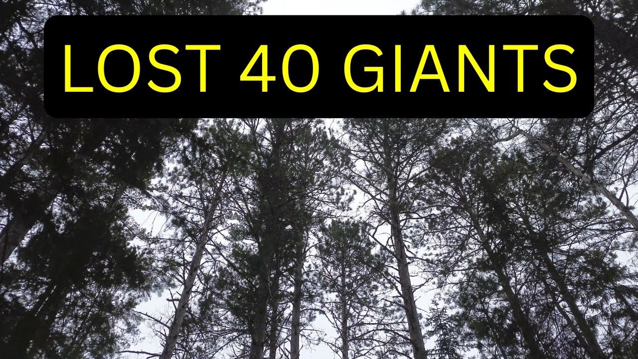 Exploring the never-logged Lost 40 in Northern Minnesota - YouTube