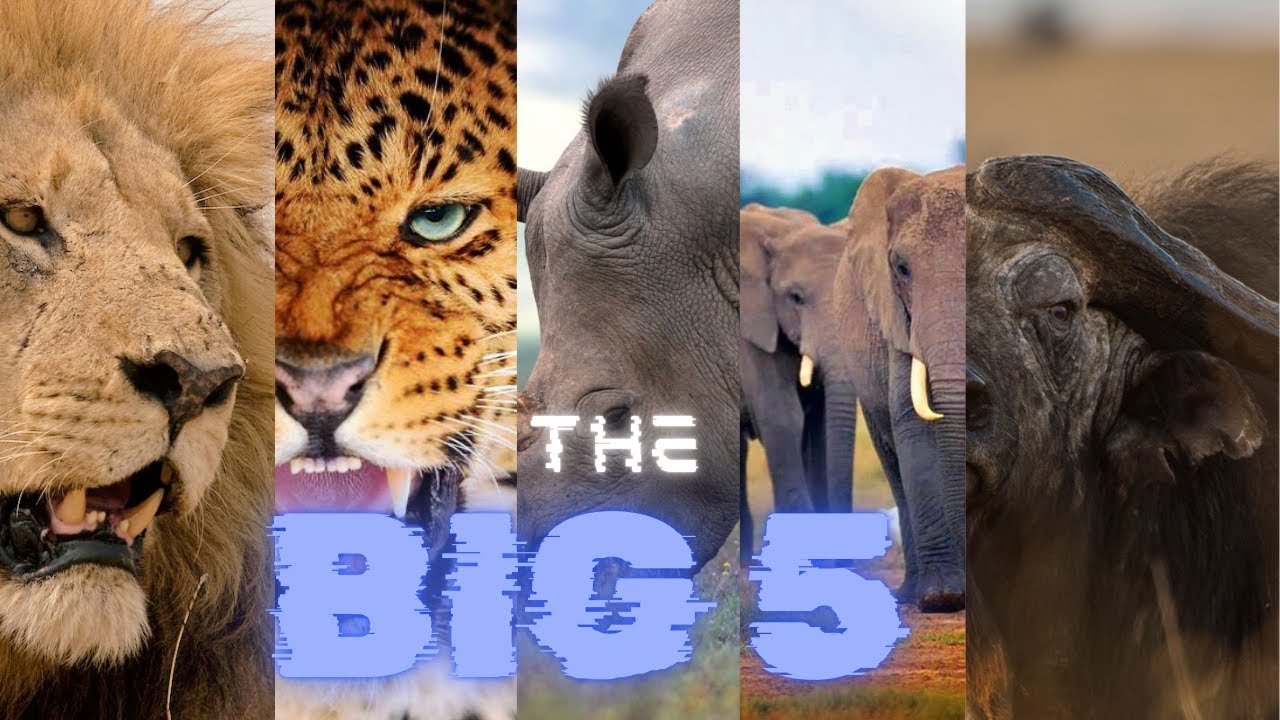 the big 5 - YouTube