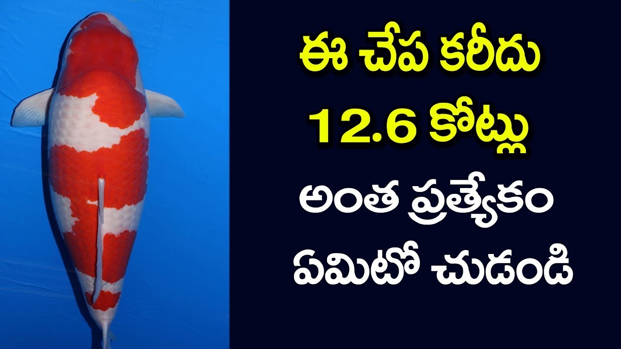 This Legend Fish piece will a Huge Change in your Body While Eat ...