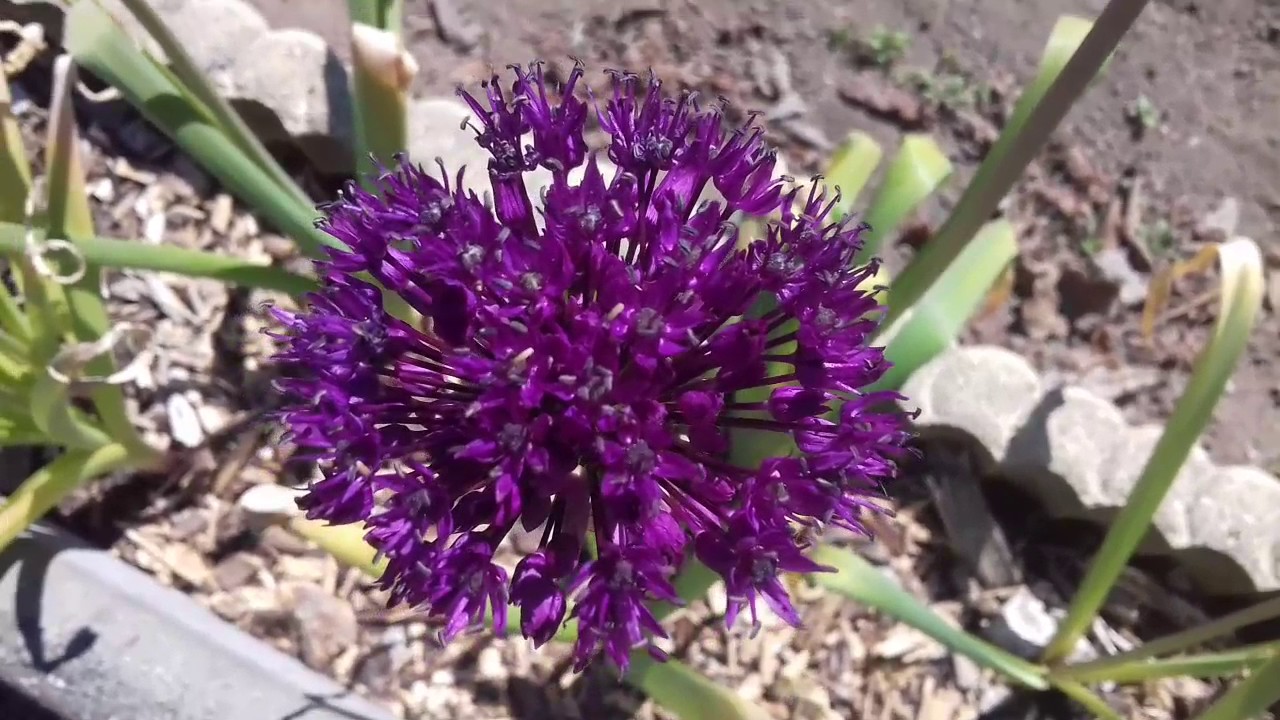 Fleurs d'ail d'ornement - YouTube