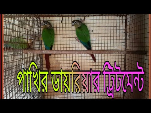 BIRD DIARRHOEA TREATMENT - YouTube