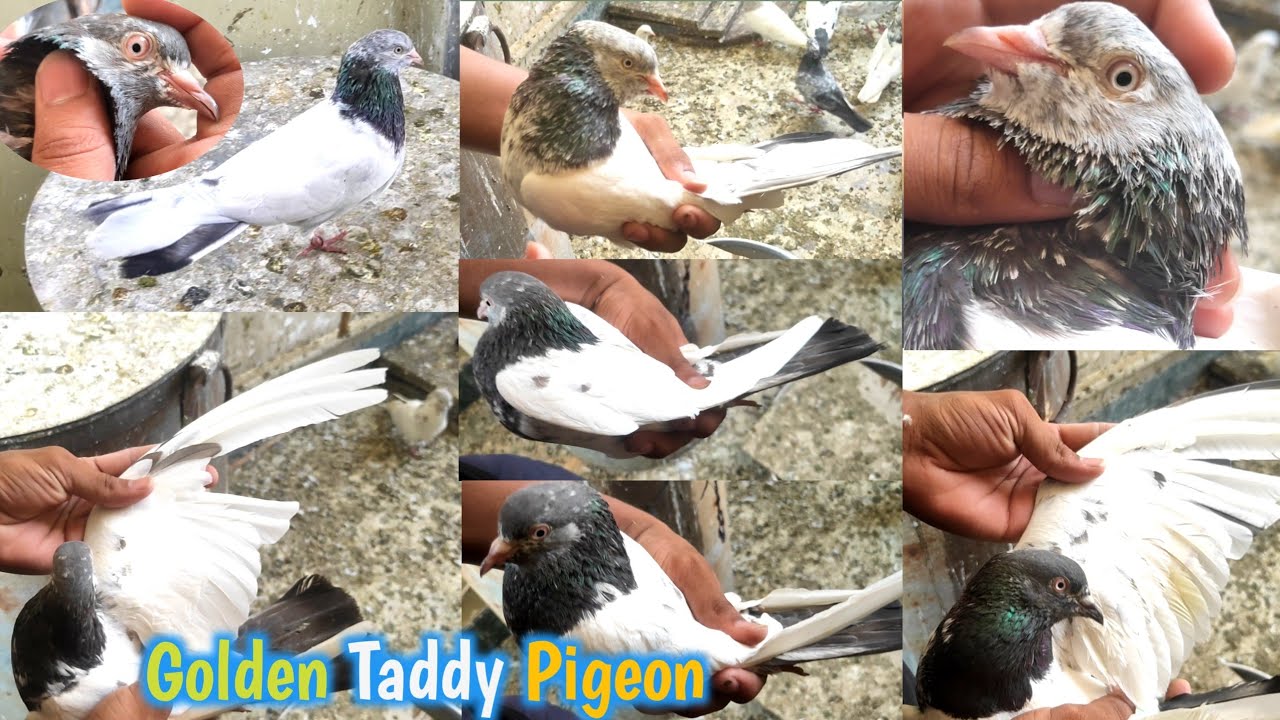 Golden Taddy Original Kabutar | Pigeon VNS | Taddy Kabutar Golden ...