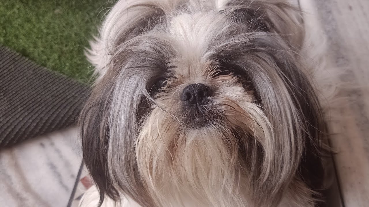 Coconut Oil Massage to Shih Tzu Dog | Shizuka | Pet Grooming at Home ...