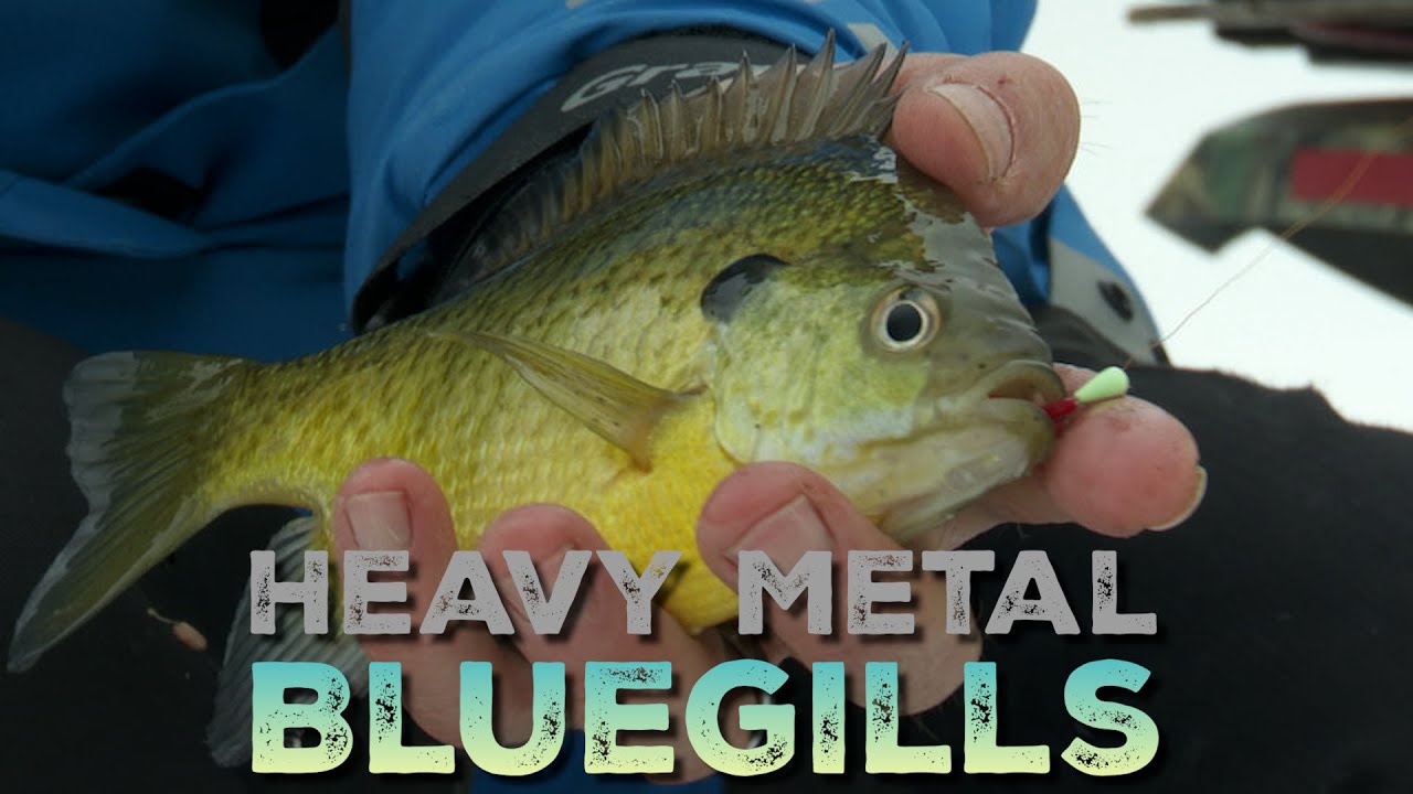 Using Tungsten to target Bluegills and Crappie - YouTube