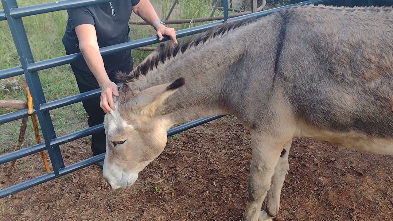 First Donkey - YouTube