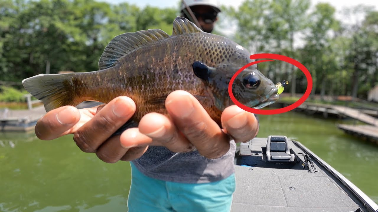 How to catch JUMBO BLUEGILL on jigs - YouTube