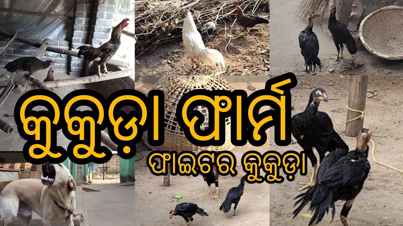 କୁକୁଡ଼ା ଫାର୍ମ | ଫାଇଟର କୁକୁଡ଼ା | Kukuda Farm | କୁକୁଡ଼ା ଚାଷ | Murgi - YouTube