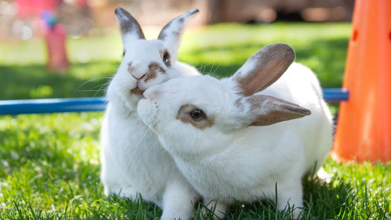 Beautiful Bunnies 30 Best & Cutest Rabbit Breeds To Keep As Pets