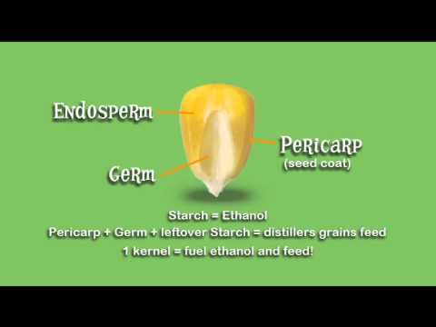 Can Corn Fuel the Future? Chapter 2 - Let's learn about making ethanol ...