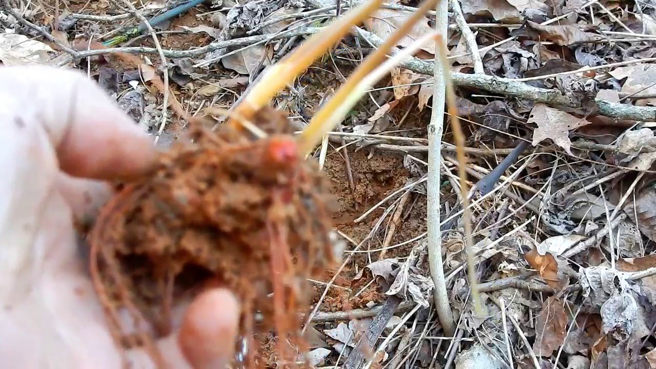 Natural cure for cancer? A look at Bloodroot - YouTube