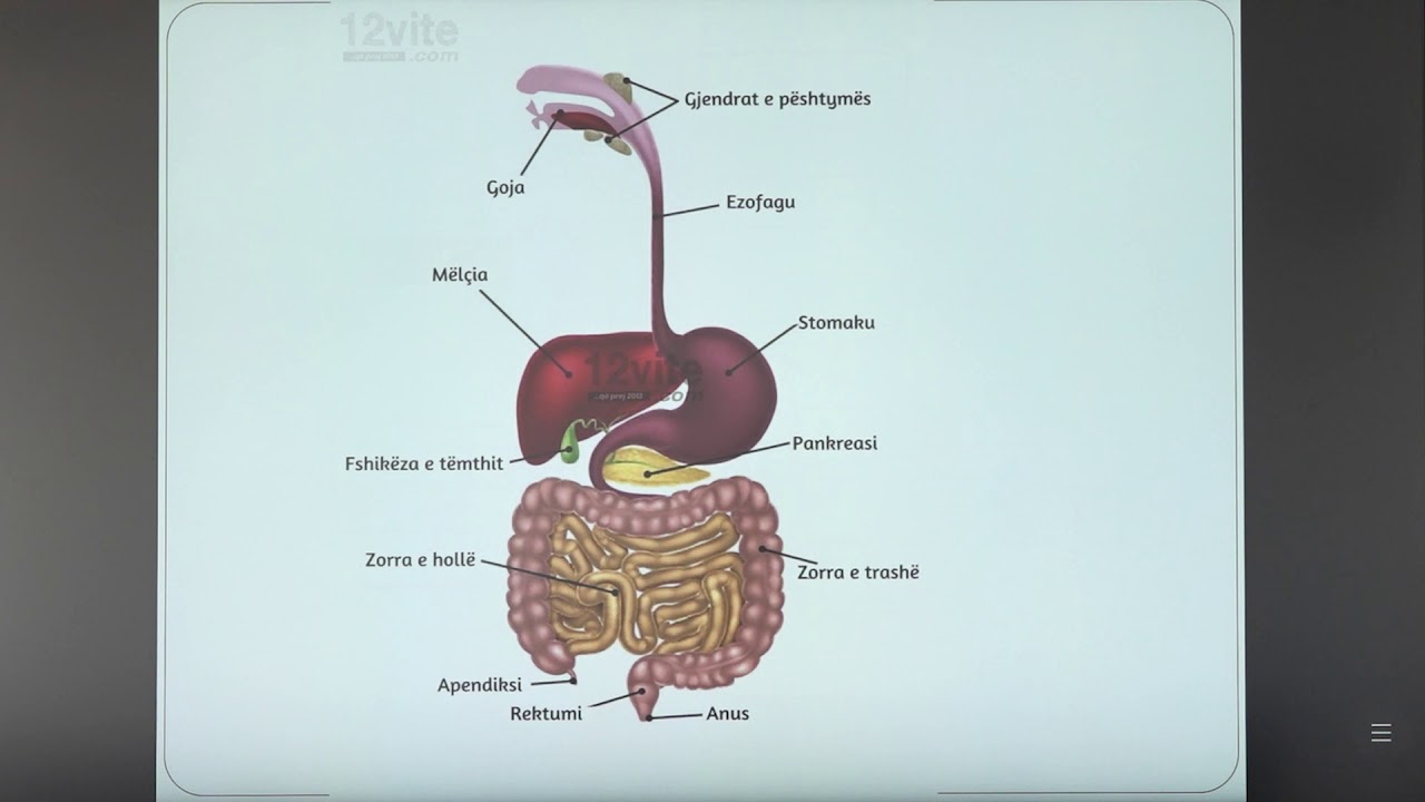 7 06 016 - Java e tetë - Biologji - sistemi i organeve të tretjes ...