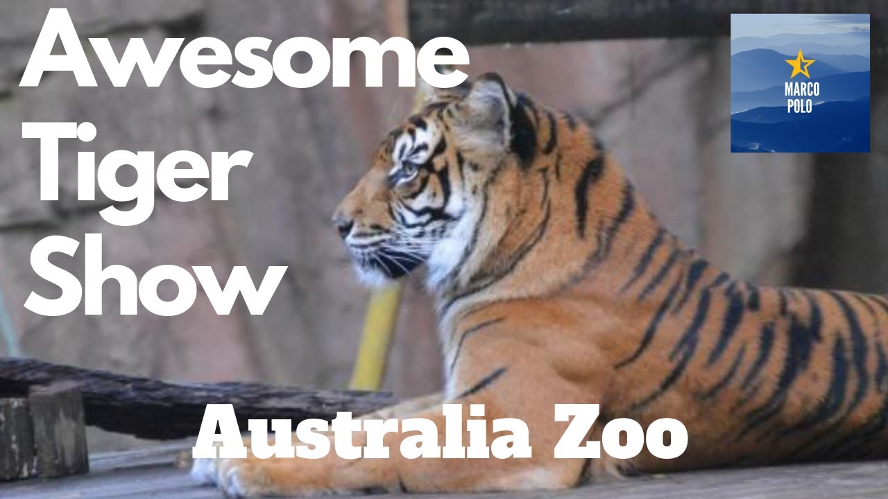 TIGER SHOW - AUSTRALIA ZOO - YouTube