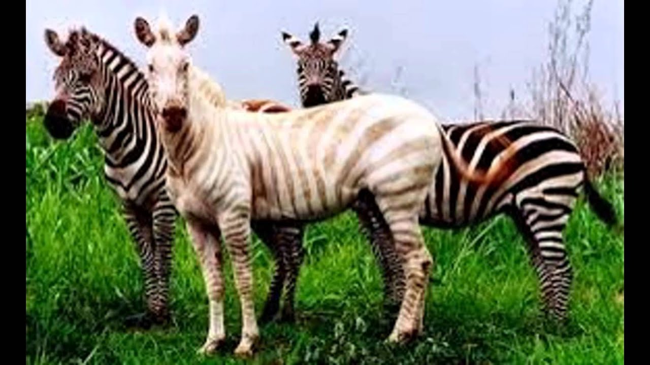 la primera cebra albina ,se llama zoe - YouTube