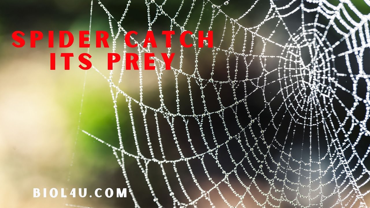 Spider catch prey on daily basis - YouTube