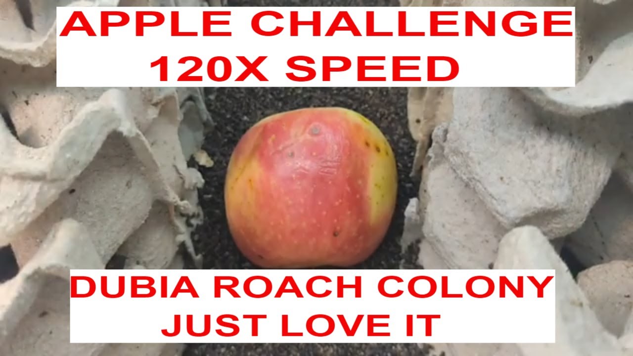 Massive Dubia Roach Colony VS Whole Apple. Feeding Feeder Roach Time ...