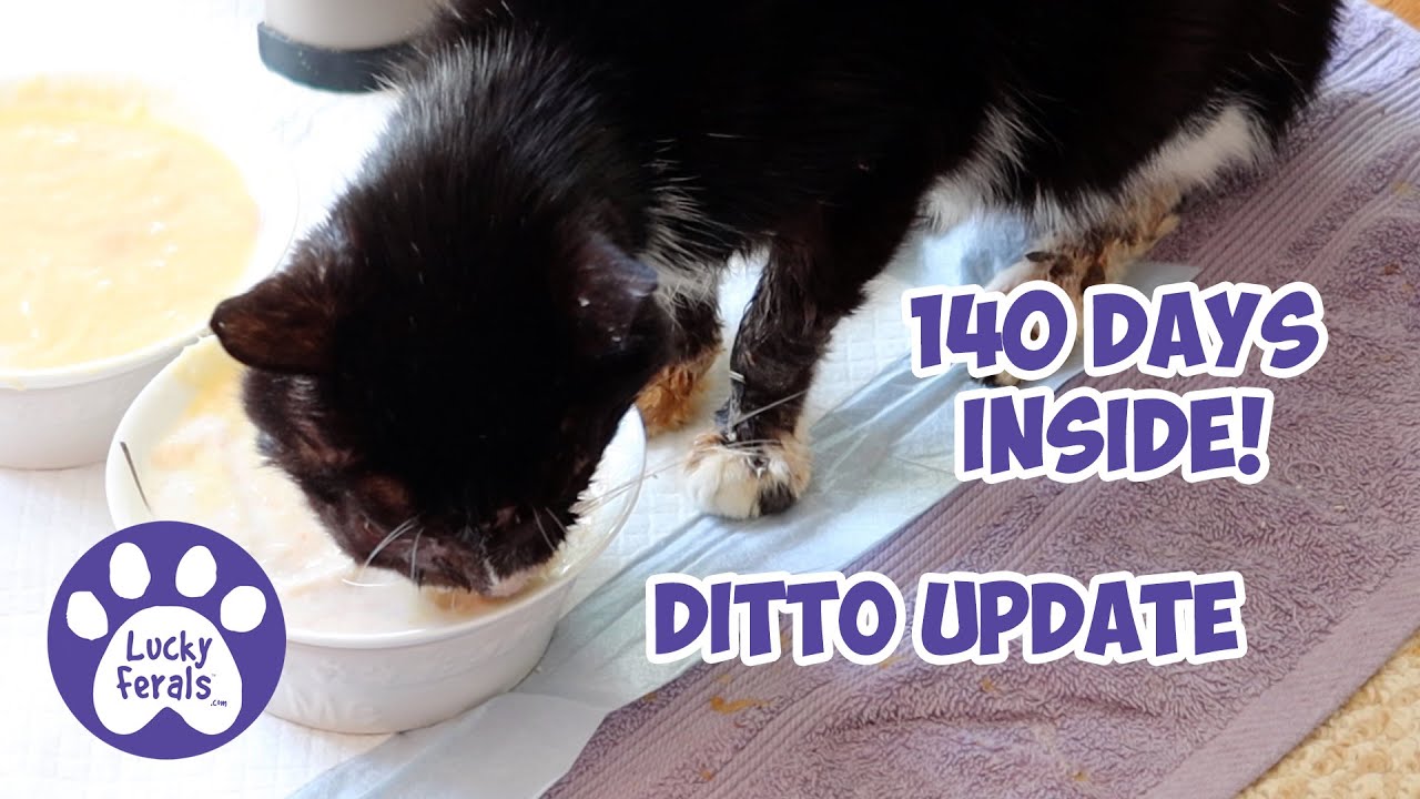 Ditto Update 140 Days Inside and New Roof Drama - Lucky Ferals S5 E22 ...
