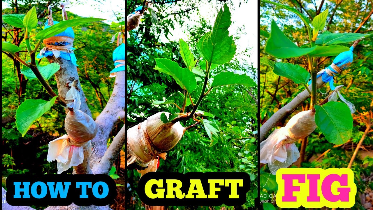 How to graft fig tree | Fig tree Grafting techniques - YouTube