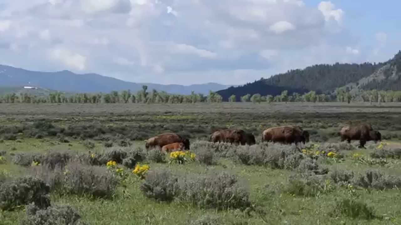 Where the buffalo roam - YouTube