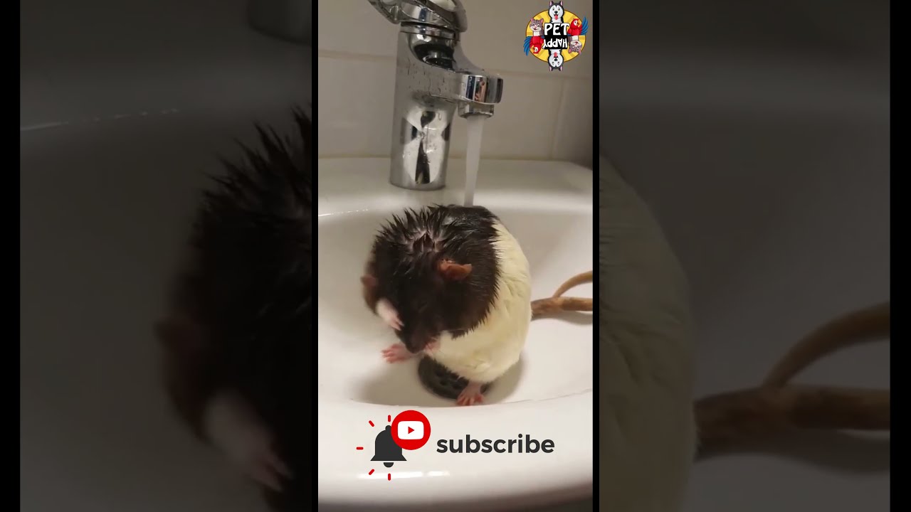Cute Mouse Taking Shower Animals Videos 2021 #shorts - YouTube