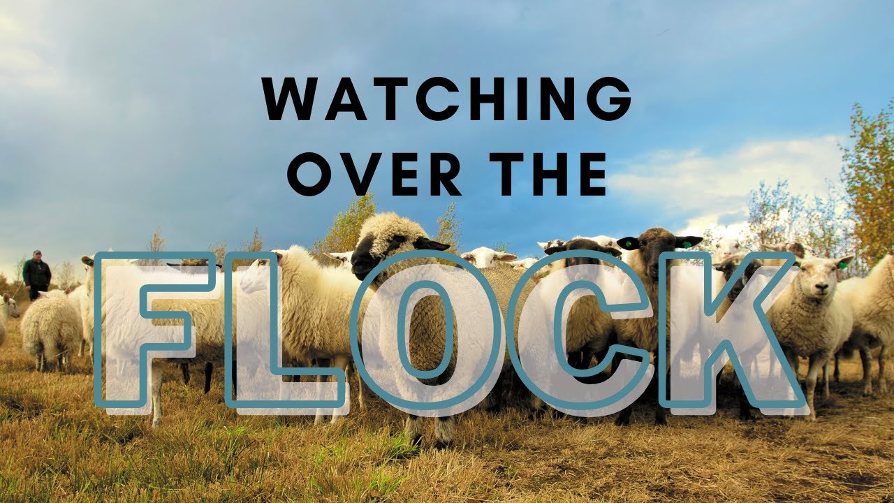 Watching Over The Flock - YouTube