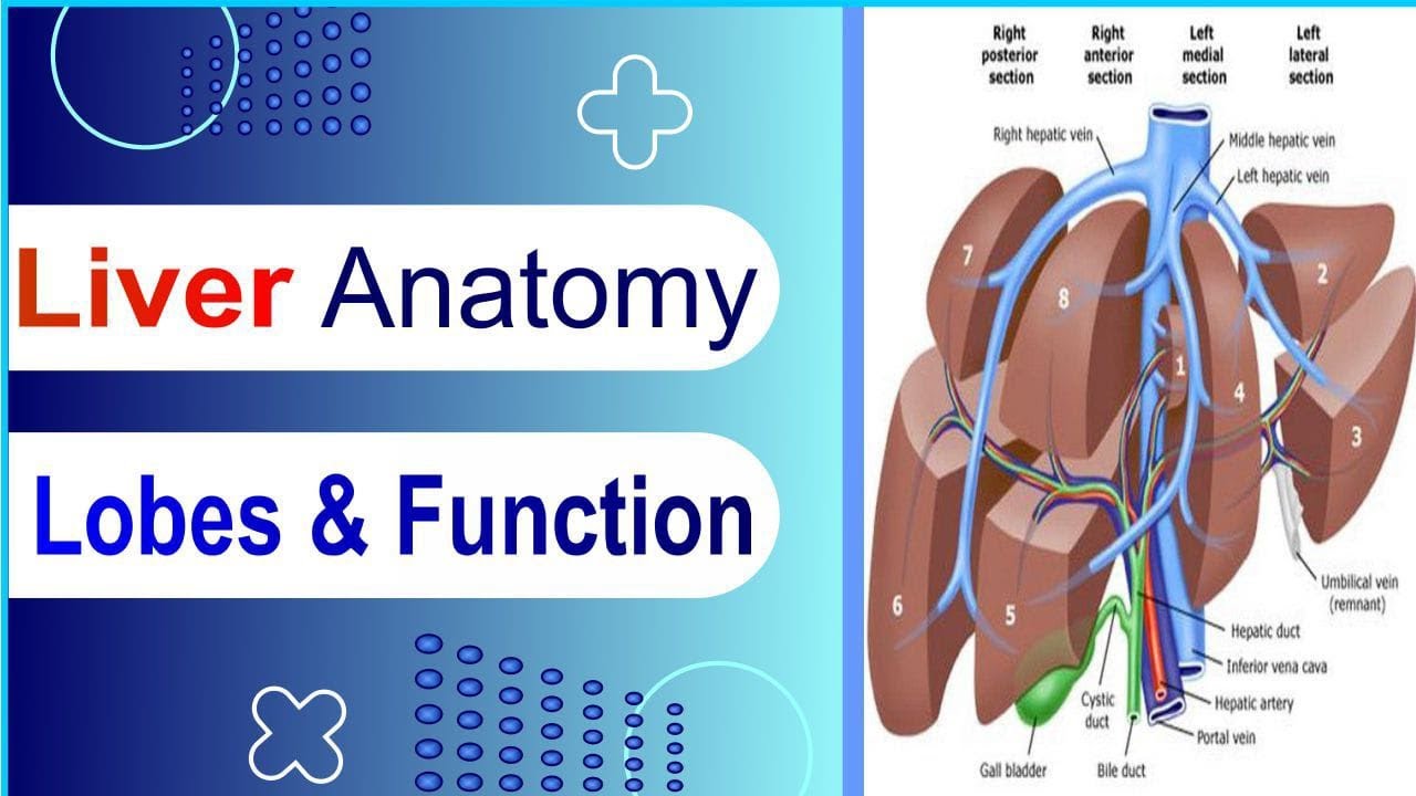 lecture 2 liver. #lobes and segments of liver #liver physiology - YouTube