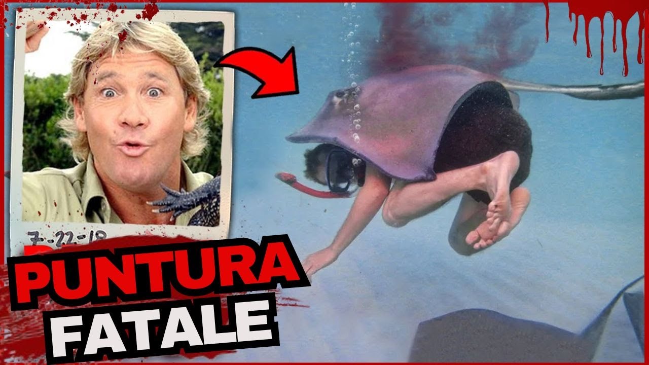 I TERRIFICANTI ULTIMI MINUTI DI STEVE IRWIN! O CACCIATORE DI ...