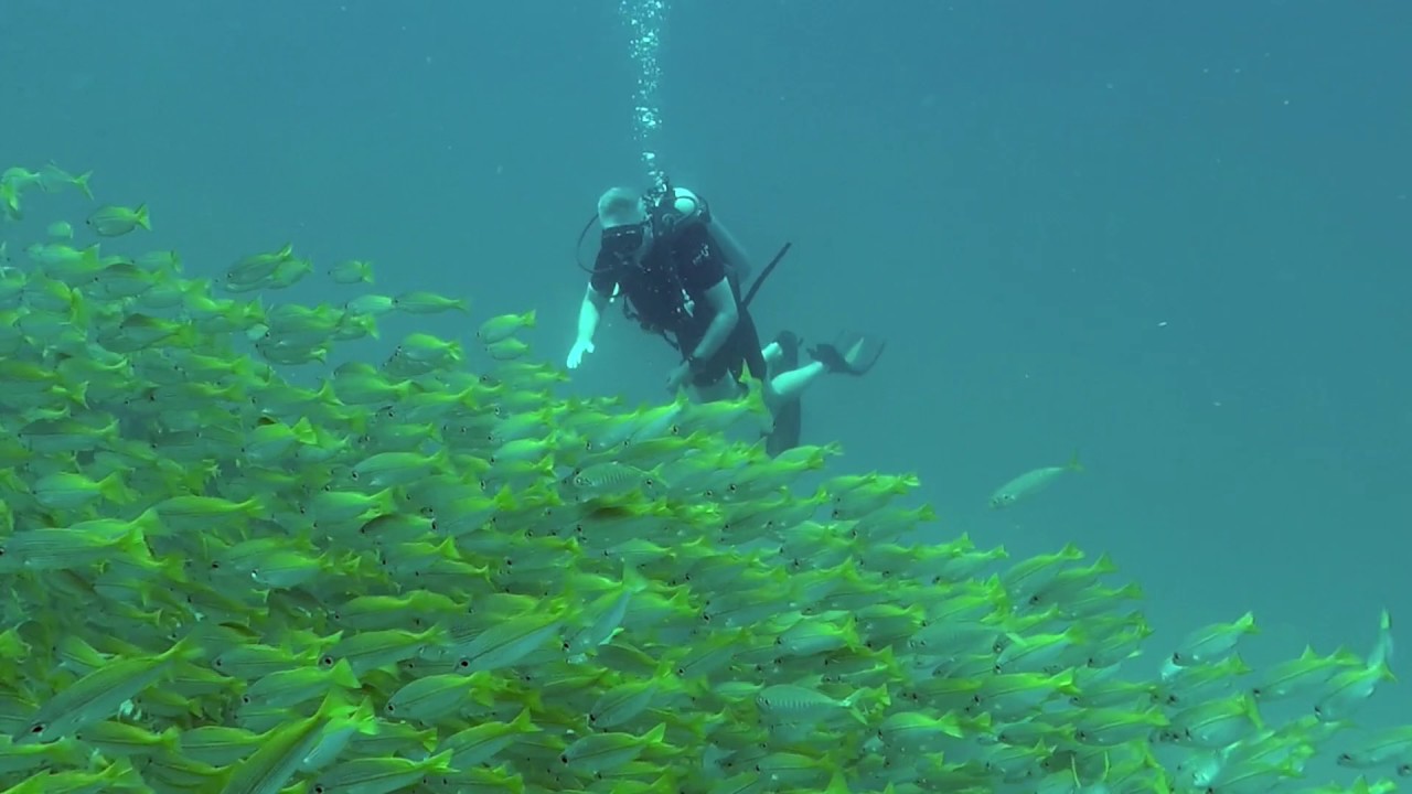 World's First Traffic Cop for Fish - YouTube