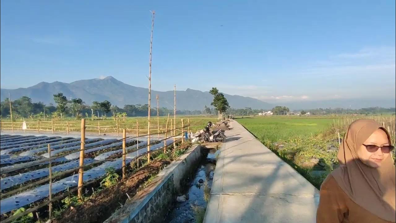Jalan-jalan Pagi (JJP) di Persawahan Sraten,Salatiga (1) - YouTube