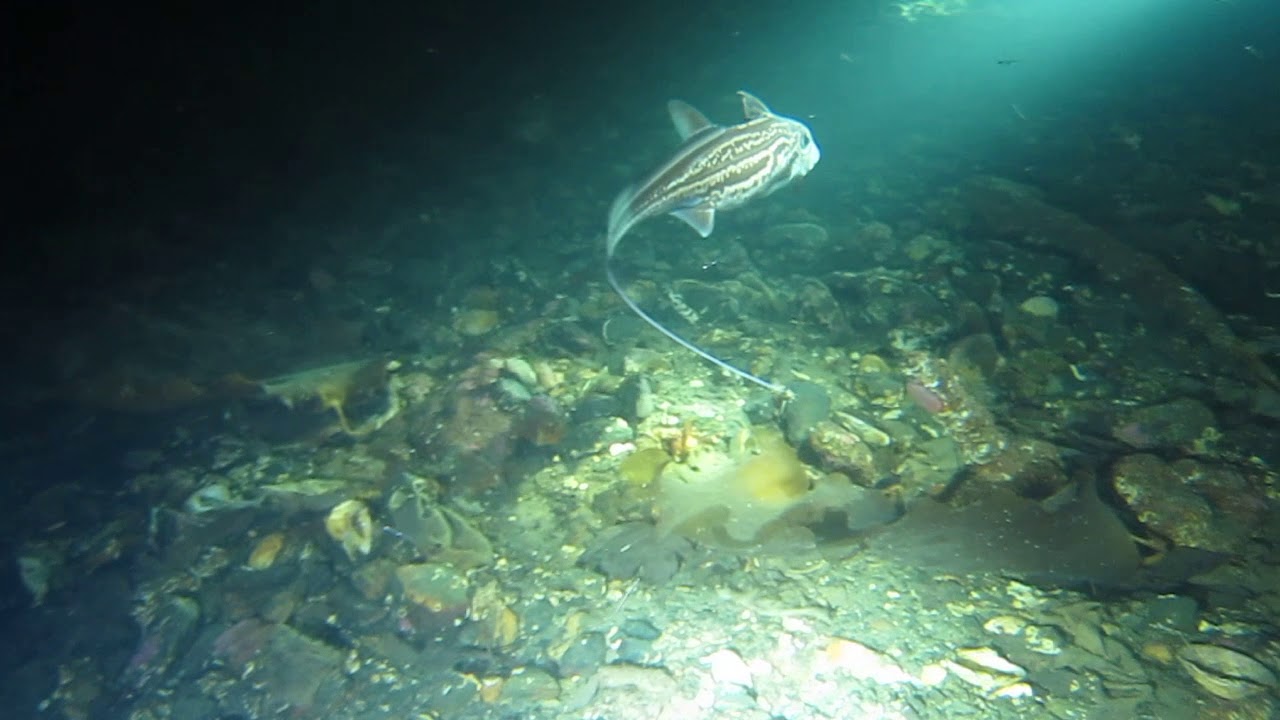 Havmus/Ghost Shark - YouTube