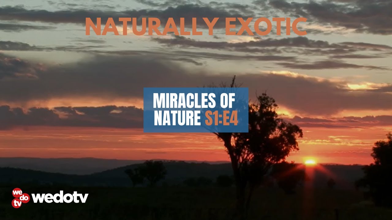 Naturally Exotic | Miracles of Nature S1/E4 | wedotv - YouTube