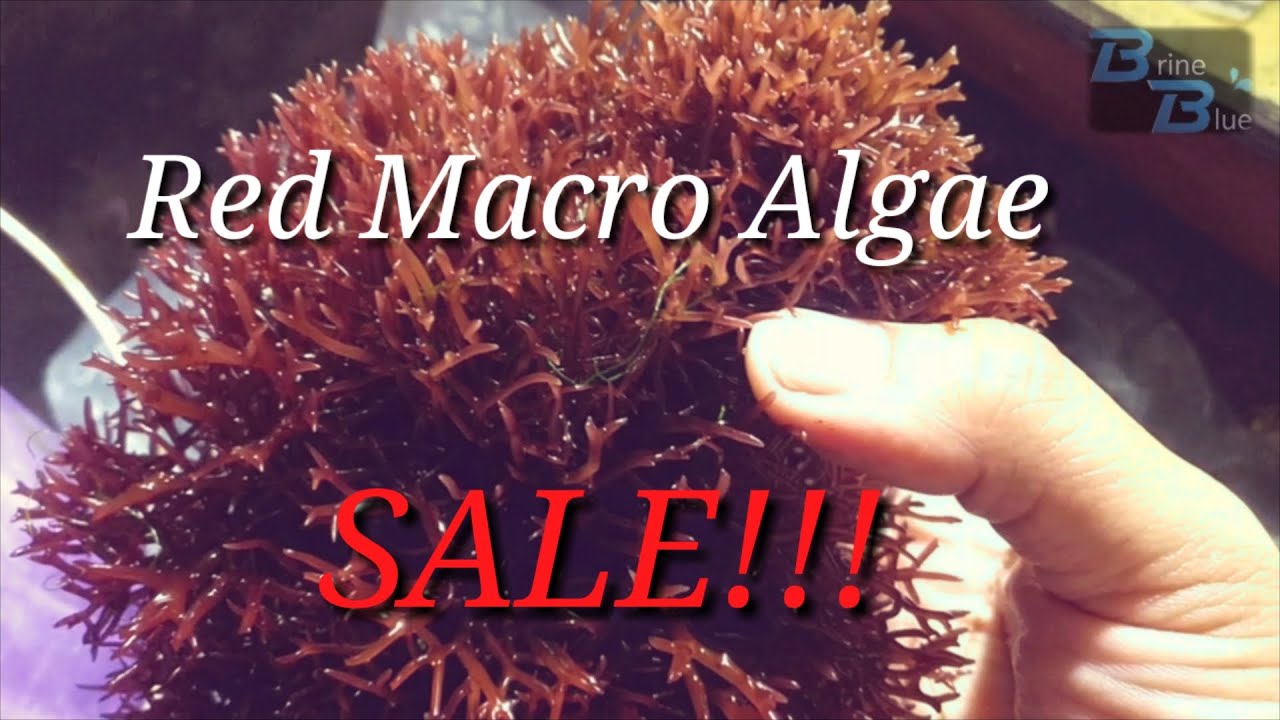 Red Macro Algae Sale | Buy macro algae online| Marine Aquarium Refugium ...