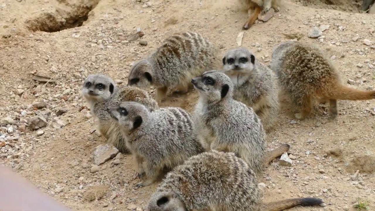 Virtual Easter Weekend - Meet the meerkats - YouTube
