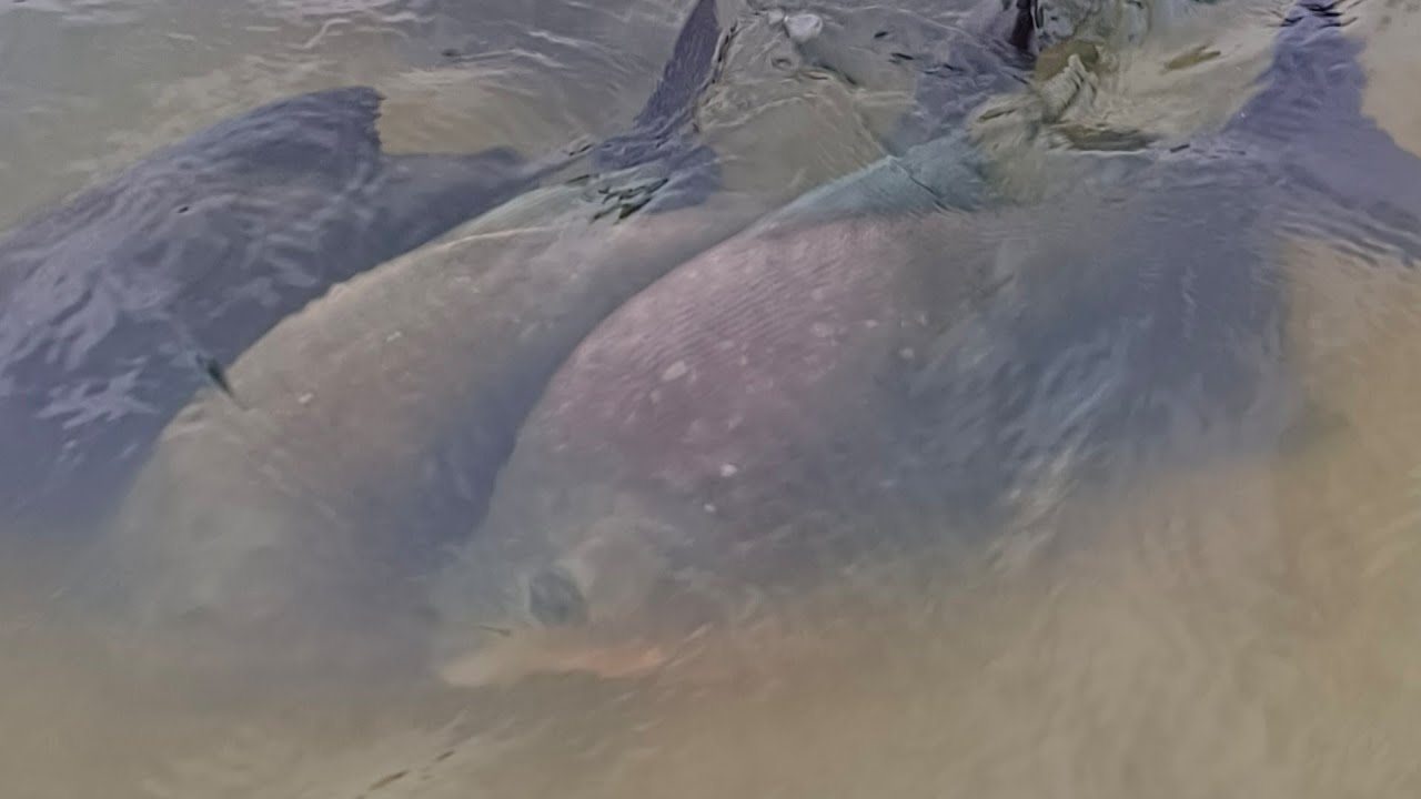 Monster Pomfret Fish 🎣 | Pomfret Fish Swarm | Vaval Fish Pond | Amazing ...