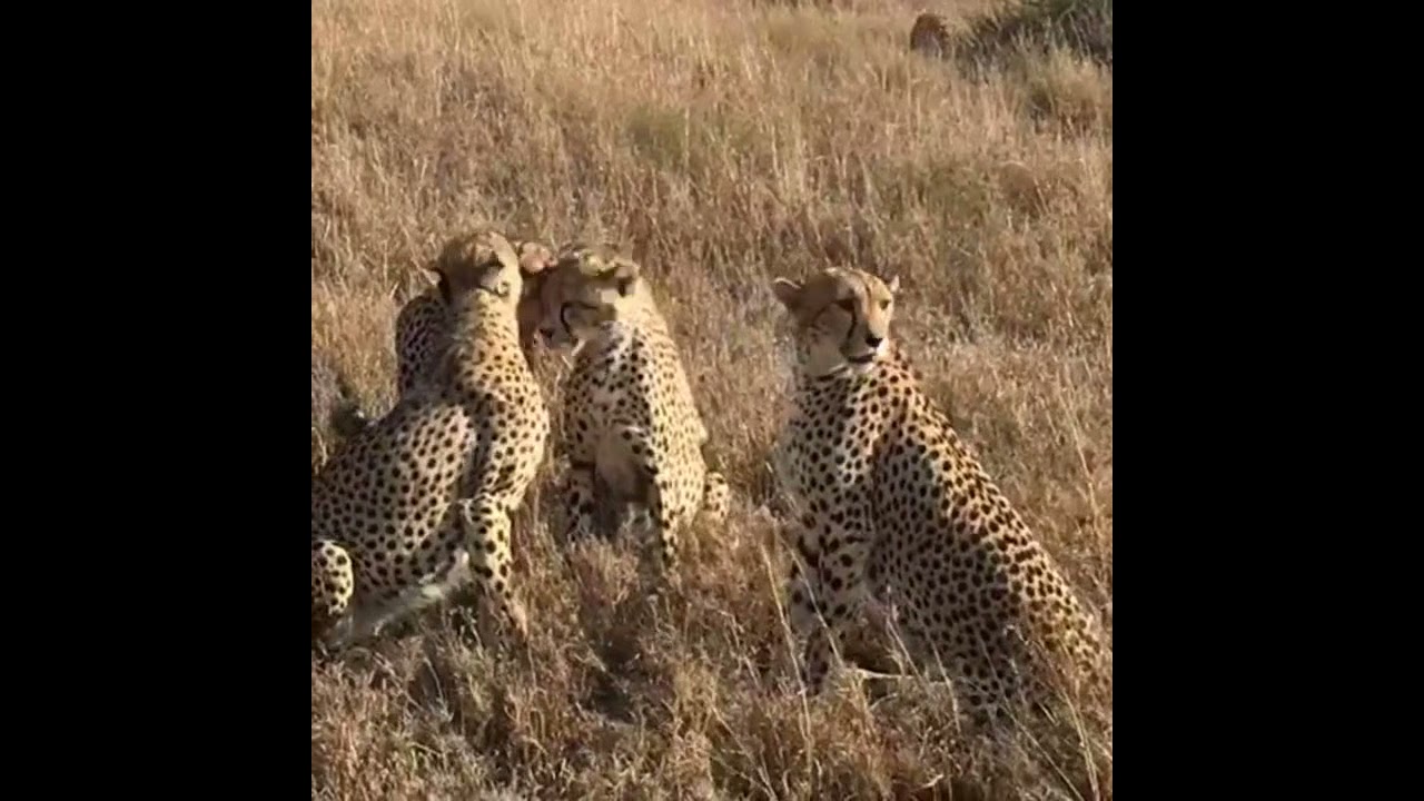 Cheetah pack - YouTube