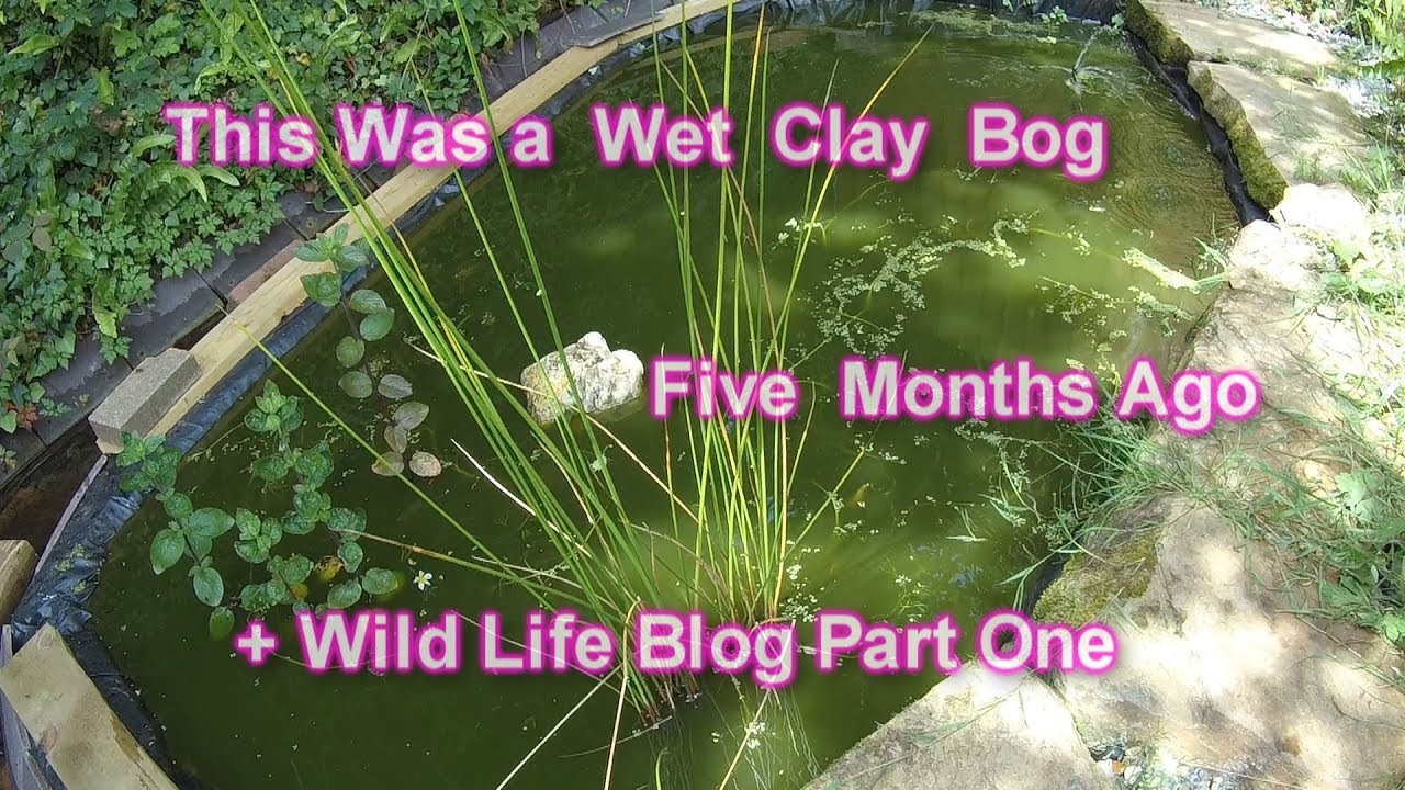 Turning a Wet Clay Bog into a Pond - and Wild Life Blog Part One - YouTube