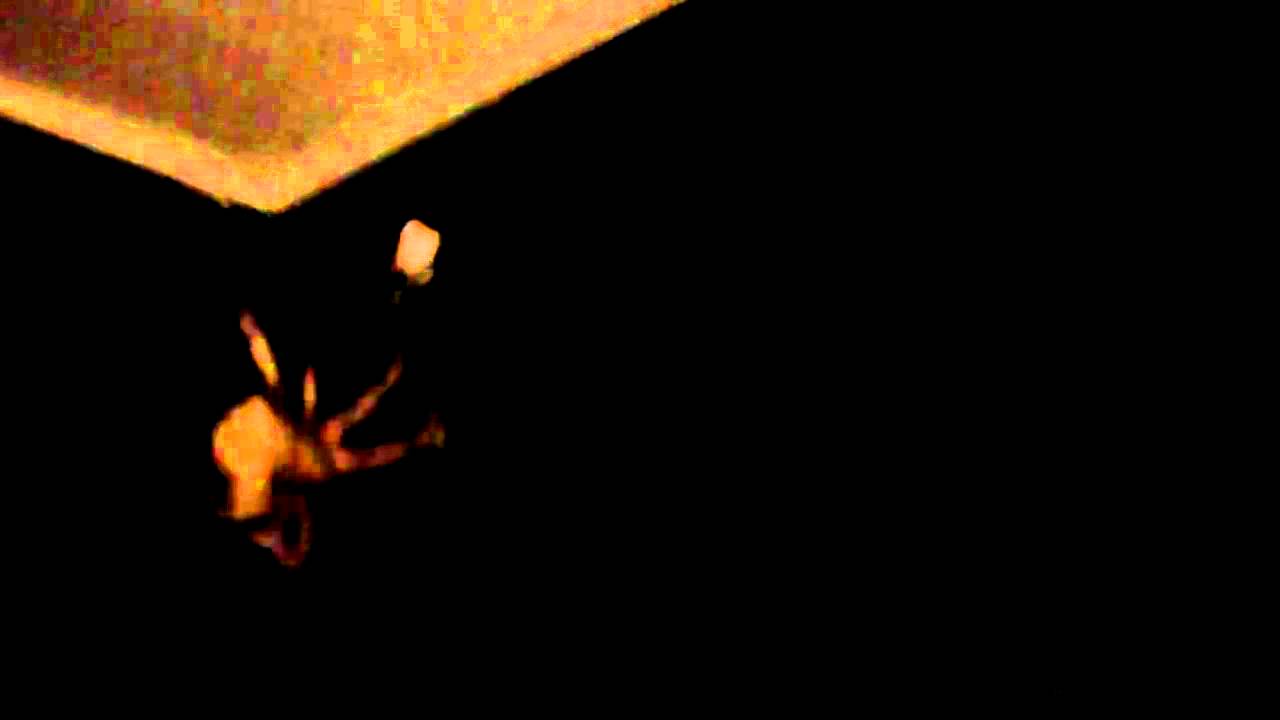 Huge Corolla Spider - YouTube