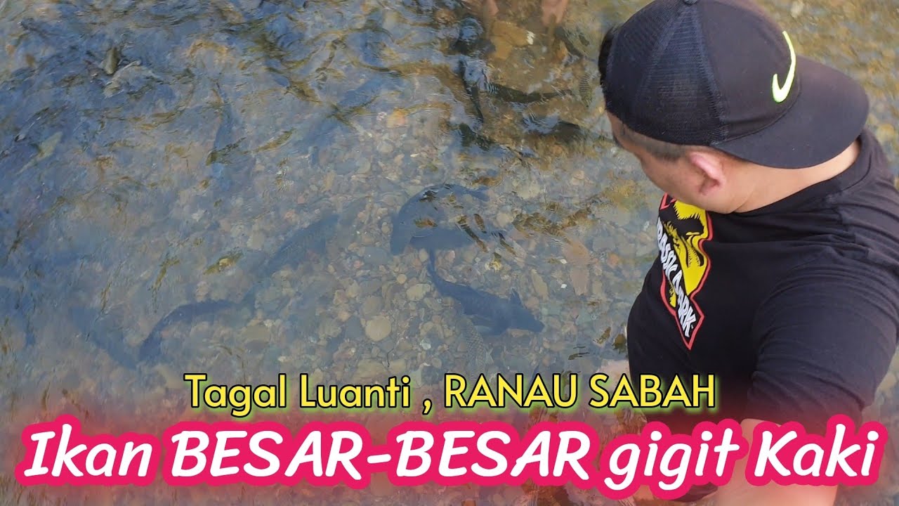 Fish Massage at Tagal Luanti Ranau SABAH - YouTube