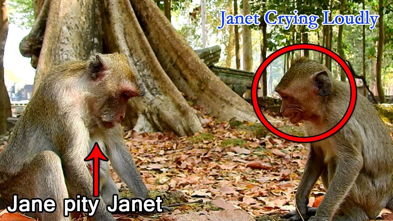 After fighting Janet,Jane look sadness pity her child Janet, Janet was ...
