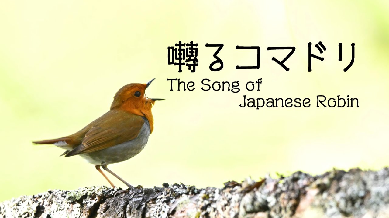 囀るコマドリ 4K動画 Bird Song of Japanese Robin - YouTube