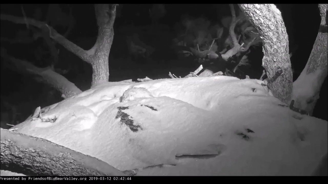 3-12-19 Big Bear Eagles~ Mom Shaking Off The Snow & Cold - YouTube