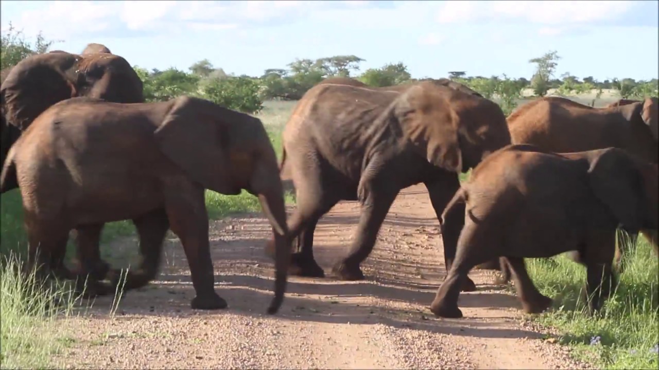Elephants in Meru National Park - YouTube