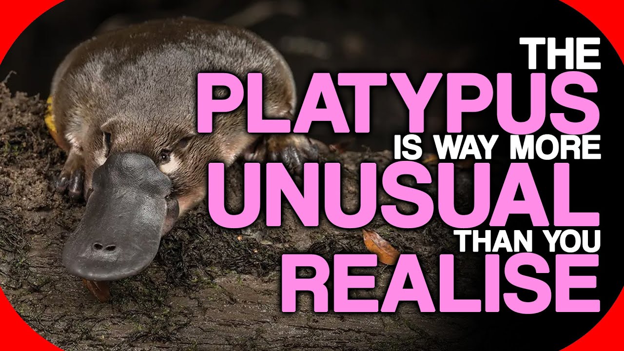 The Platypus Is Way More Unusual Than You Realise - YouTube