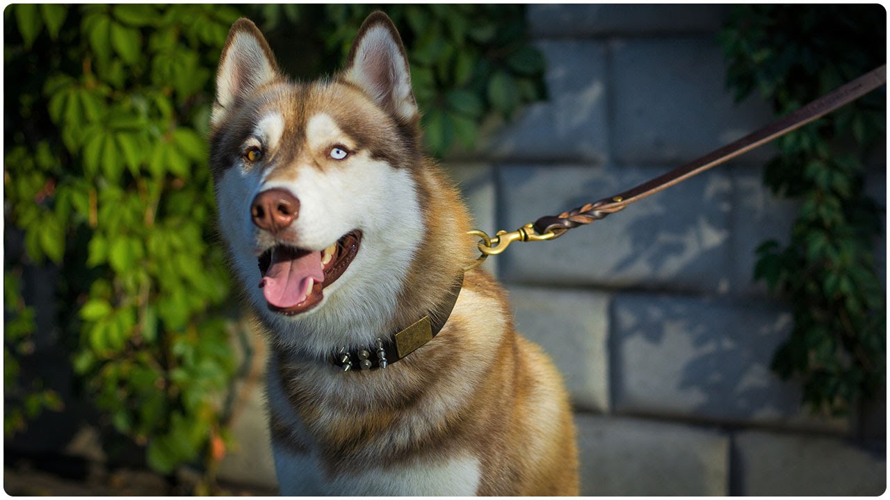 Handsome Husky in Extraordinary "Monte Carlo" Leather Dog Collar - YouTube