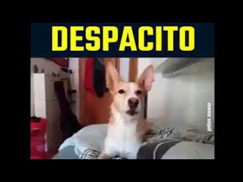 Luis Fonsi - Despacito ft Daddy yankee (Dog version)(Official music video)