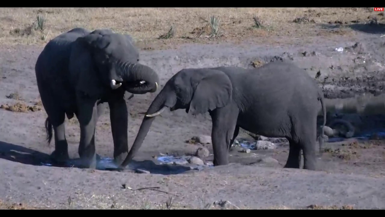 Africam Tembe Live Wildlife channel 8 1 17 - YouTube
