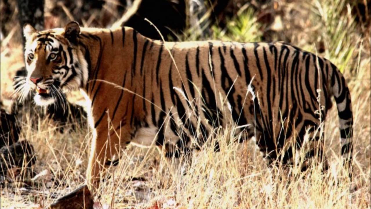 The Chemistry of a Tiger's Brain - Mykala D. - YouTube