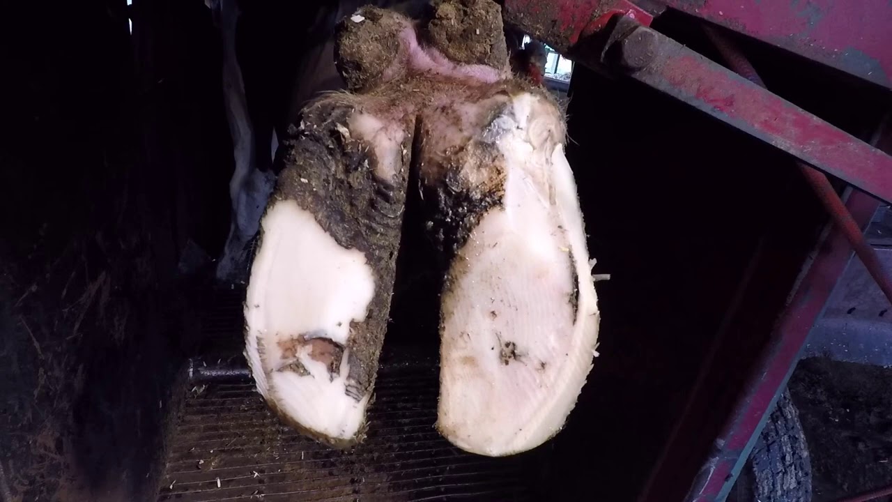 Ep. 33 Should I Block This??? TWO ABSCESSES AND AN ULCER - YouTube