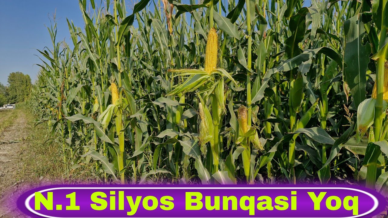 100%Donlik Silyos Sotiladi Bunqasni Kormagansiz Mana Qanday Boladi ...